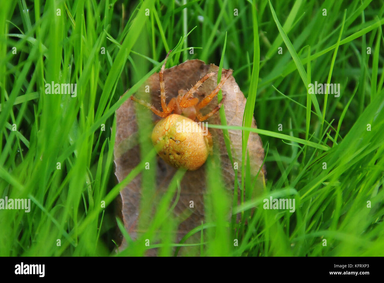 Red poison spider in grass Stock Photo - Alamy