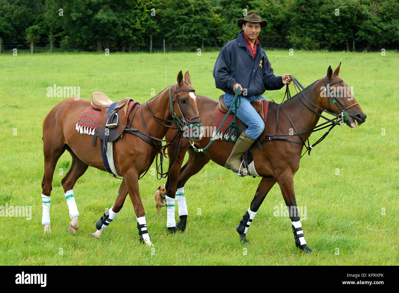 Martin Ephson with his polo ponies 'Vampiro' (white spot on head and ...