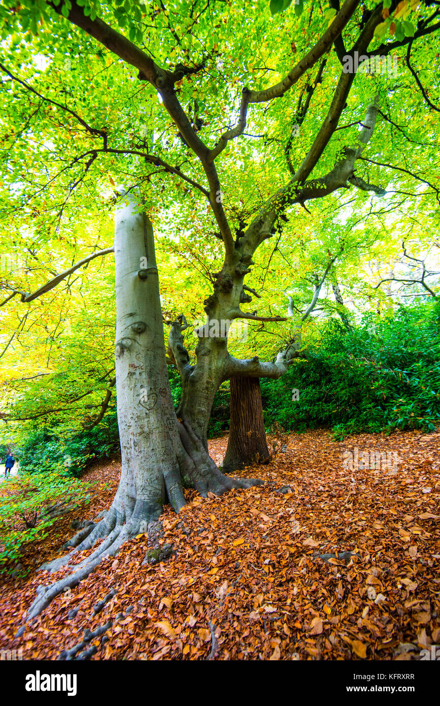 Virginia Water Lake and surroundings Stock Photo - Alamy