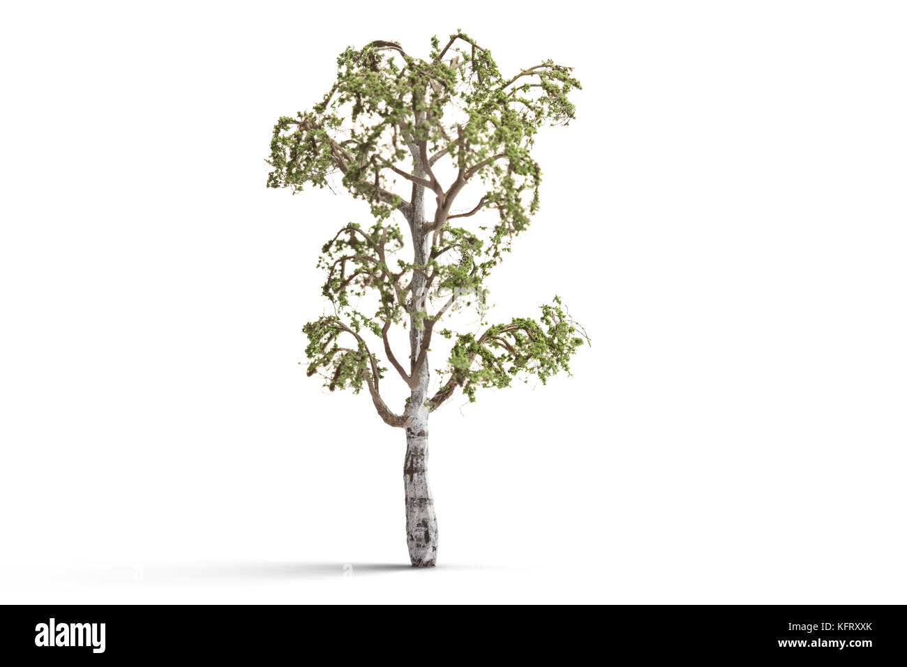 Birch tree leaf Cut Out Stock Images & Pictures - Alamy