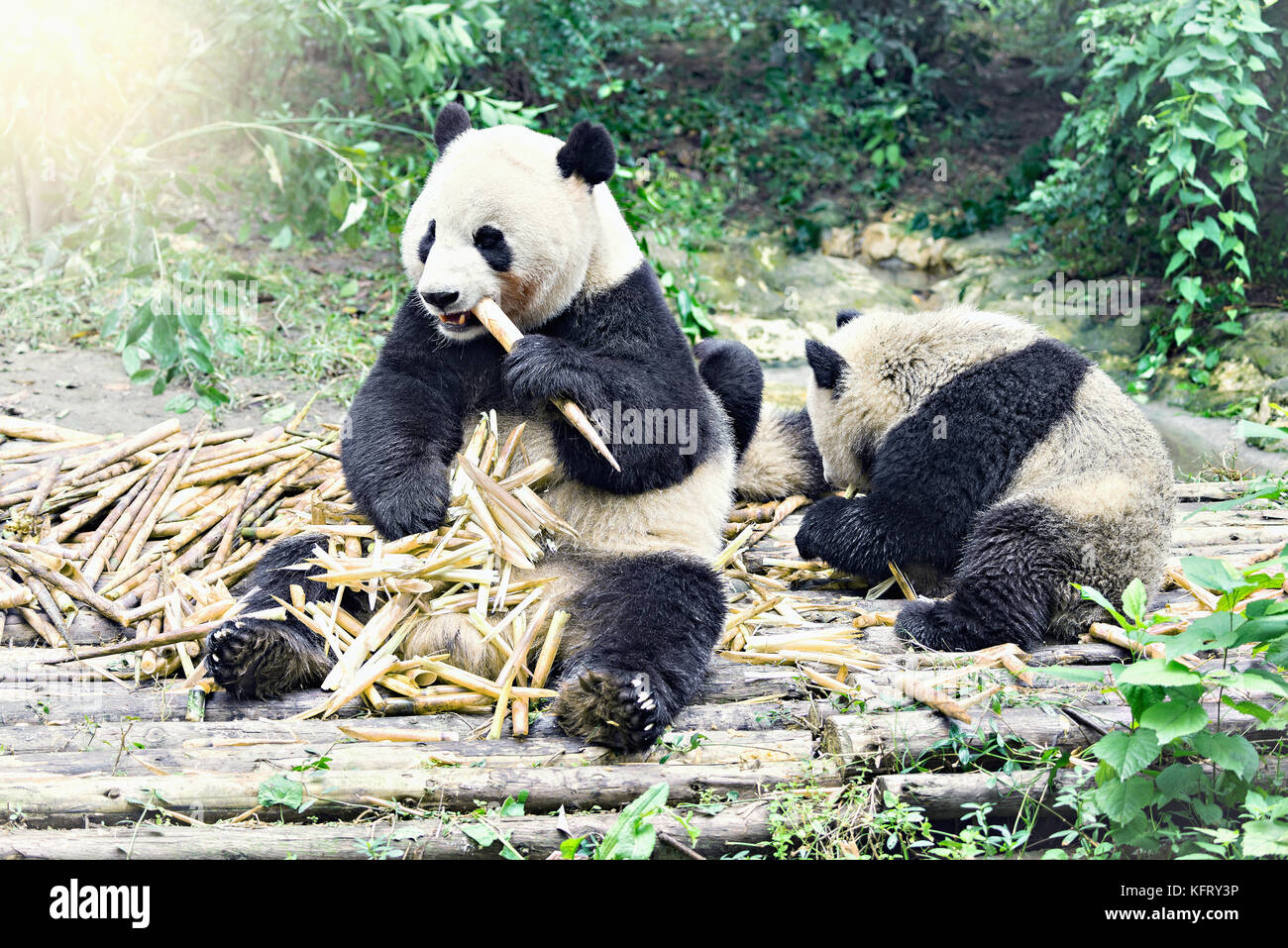 Giant Panda eats bamboo branches in the park Stock Photo - Alamy