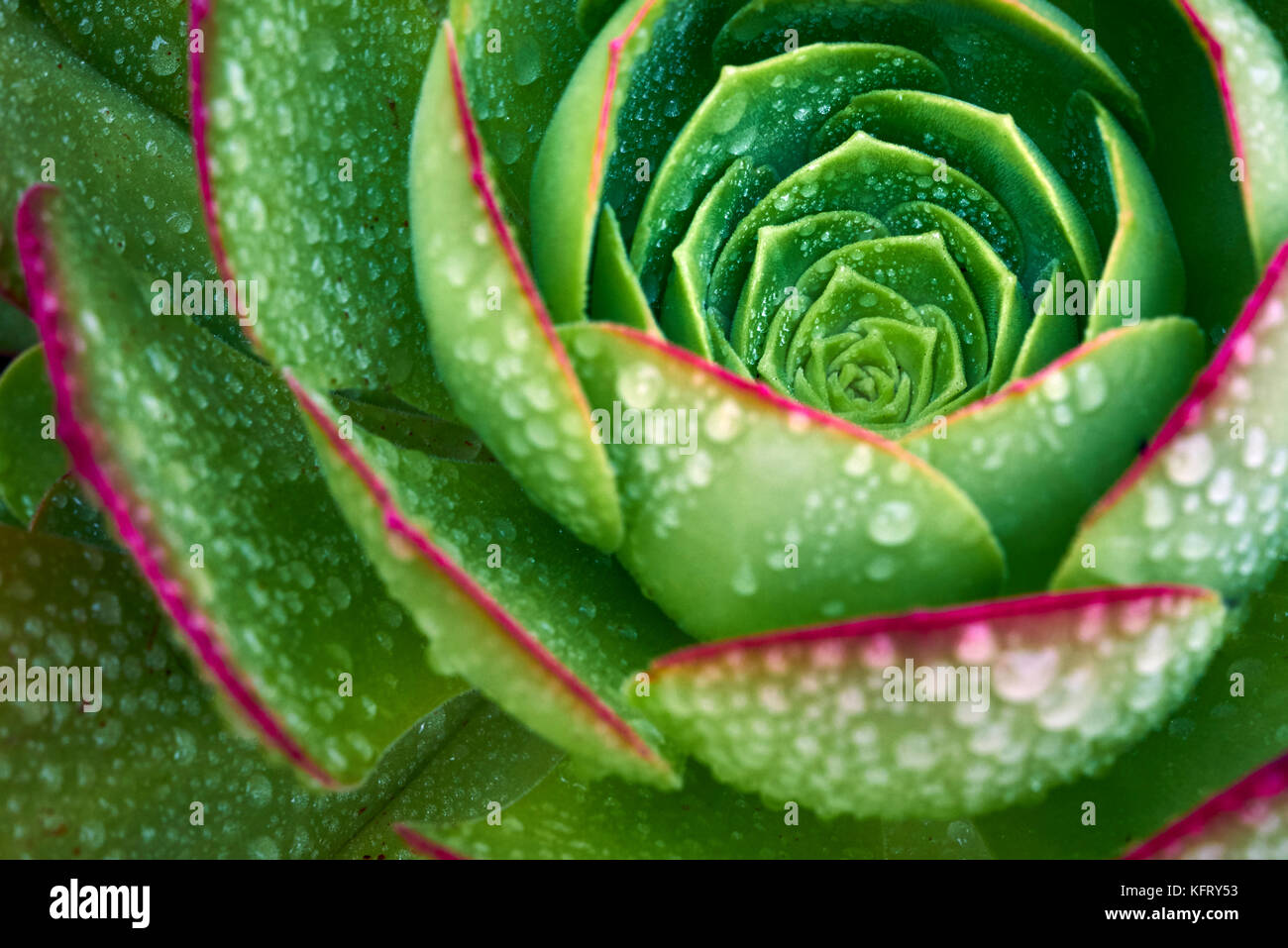 sacred geometry defines the spiral growing pattern of this plant Stock ...