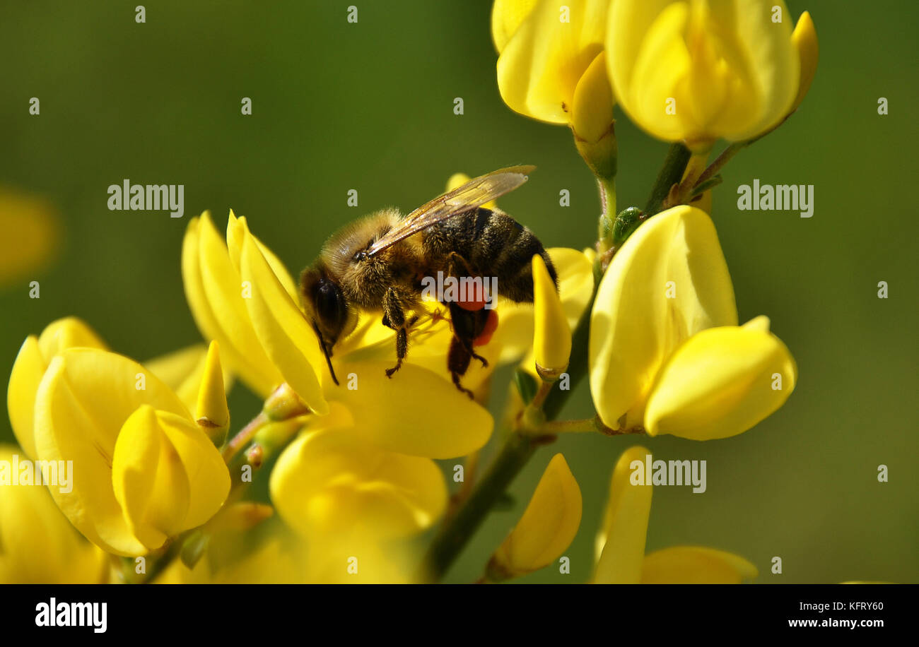 Bee at yellow Scotch broom Stock Photo - Alamy