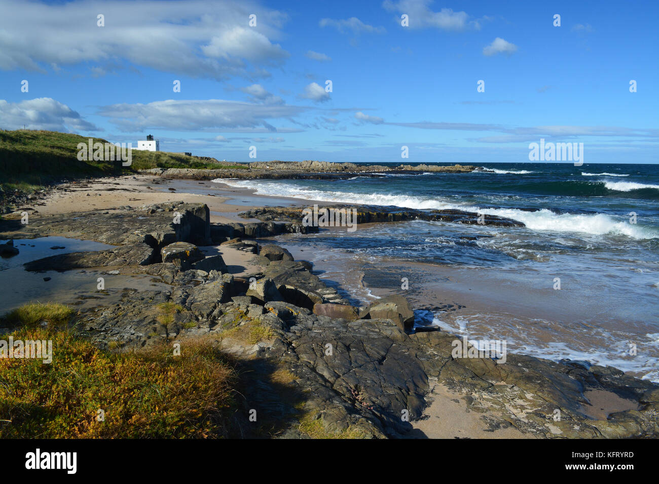 Northumberland beach birds hi-res stock photography and images - Alamy