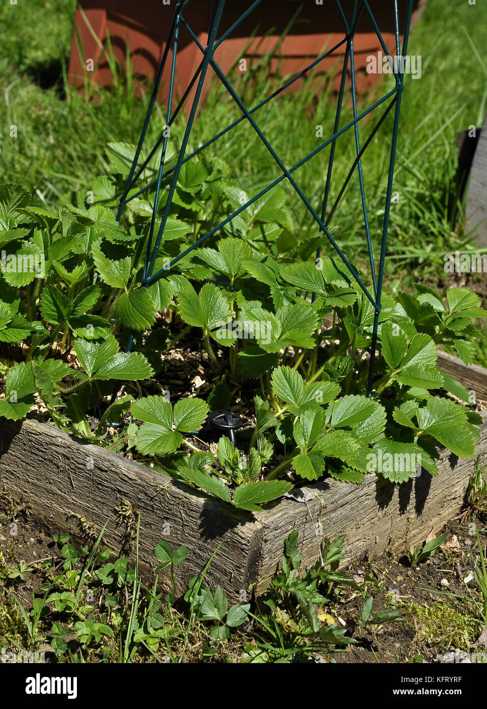 Young strawberry plants in bed Stock Photo - Alamy