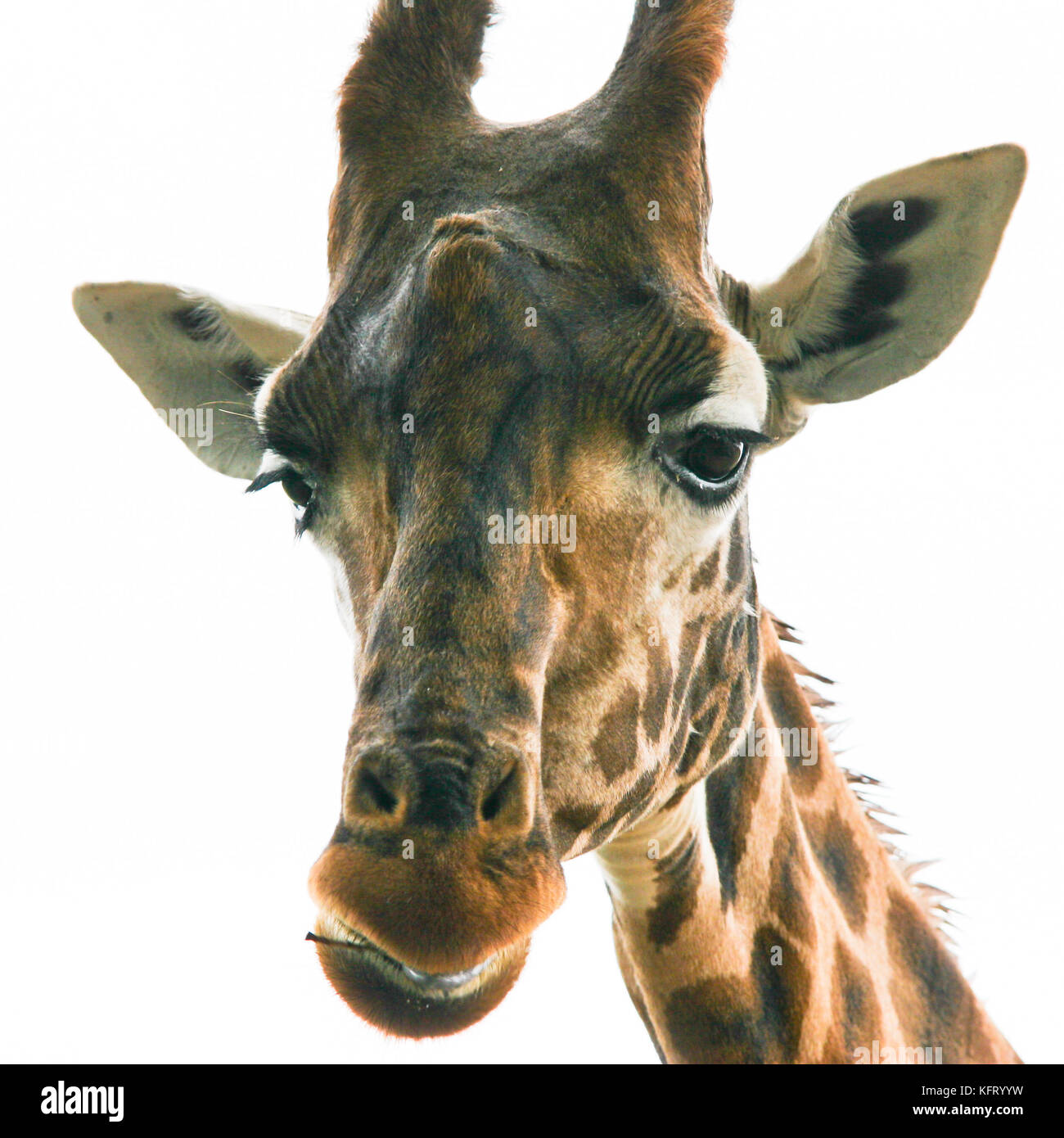 A close-up shot of a giraffe's head, shot against a white background ...