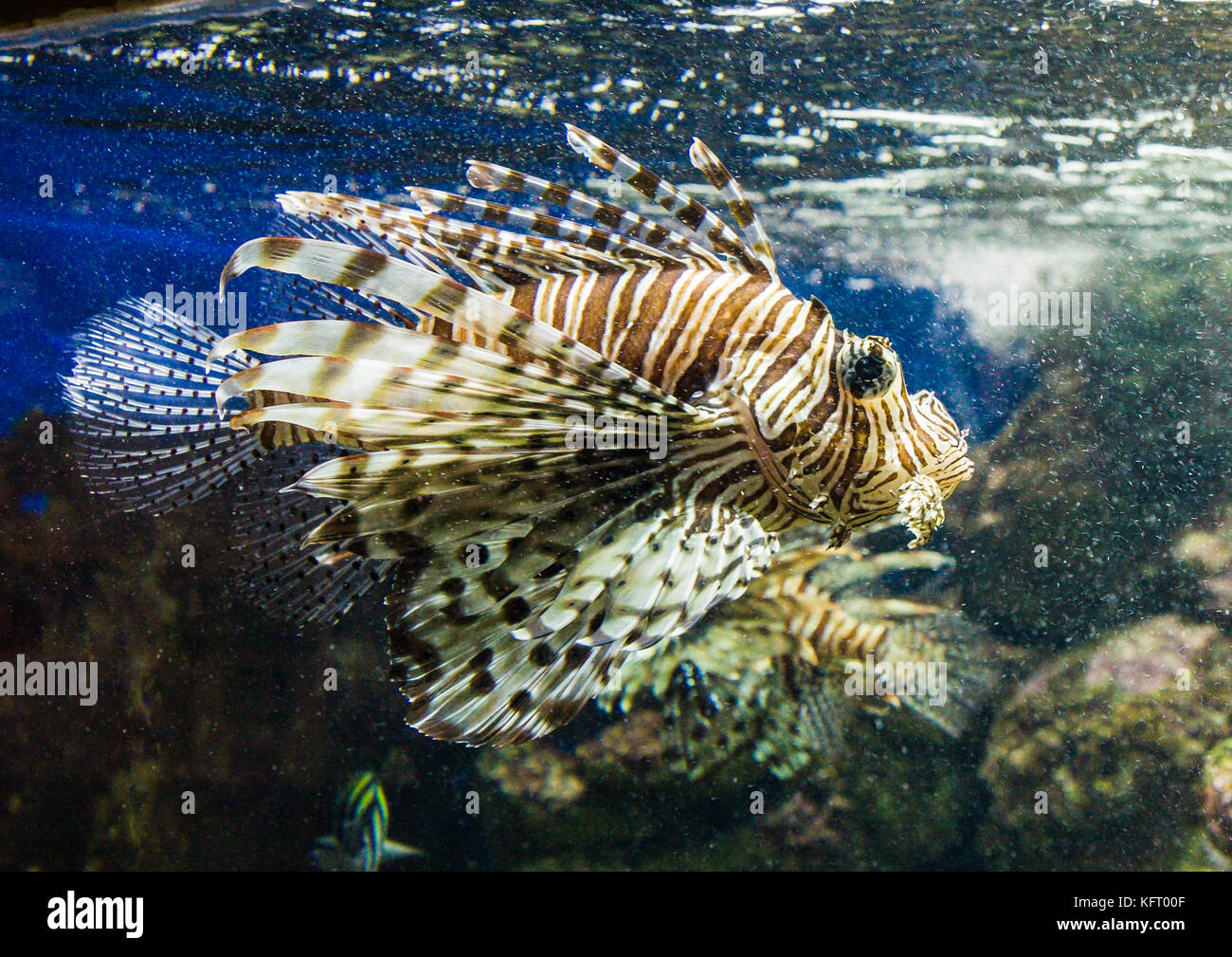 A close-up shot of a lionfish in an aquarium Stock Photo - Alamy