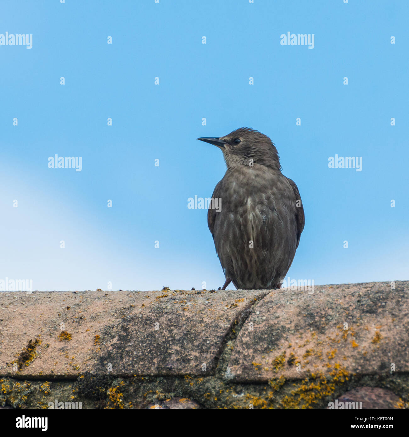 Juvenile starling hi-res stock photography and images - Alamy