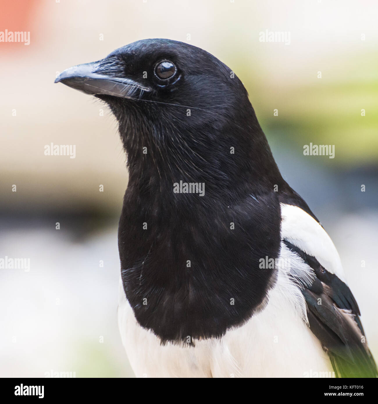 Juvenile magpie hi-res stock photography and images - Alamy