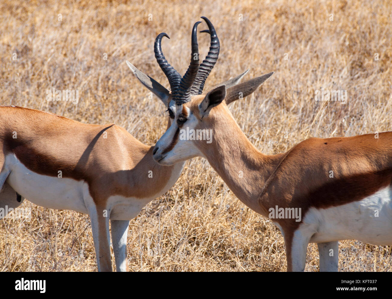 Springbok in the Central Kalahari Game Reserve, Botswana Stock Photo ...
