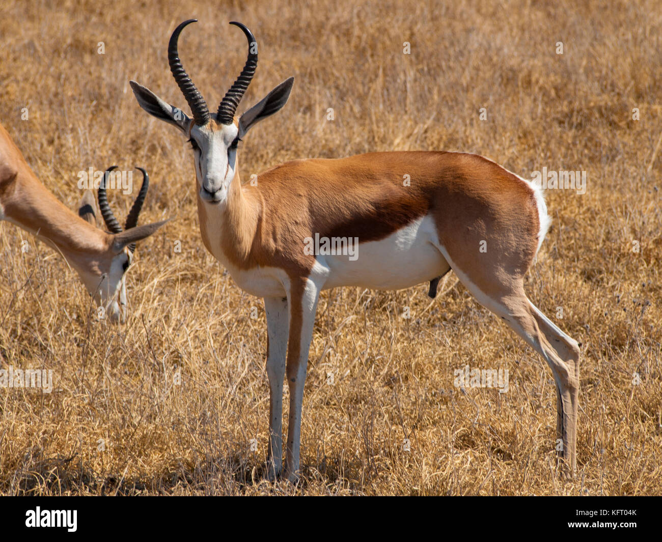 Springbok in the Central Kalahari Game Reserve, Botswana Stock Photo ...