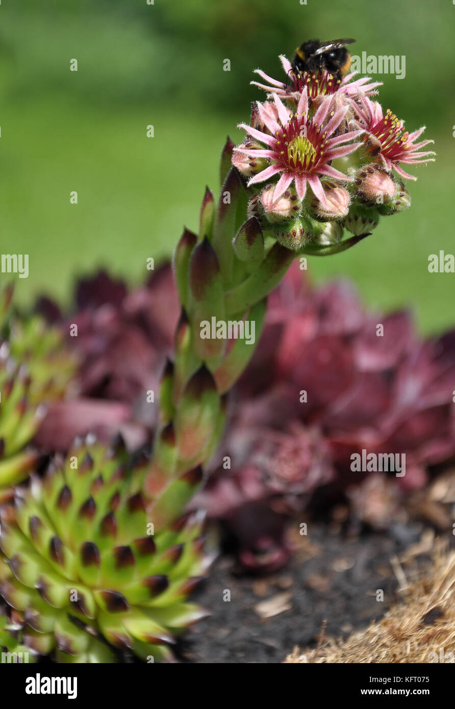 Common houseleek at garden bed Stock Photo - Alamy