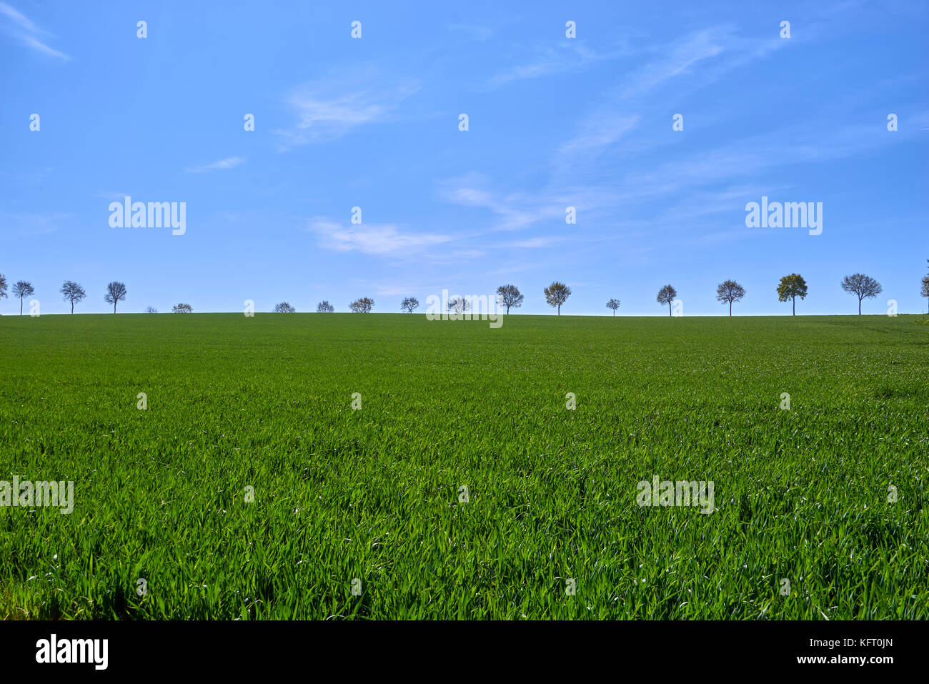 the almost perfect horizon is dotted by planted trees in the distance ...