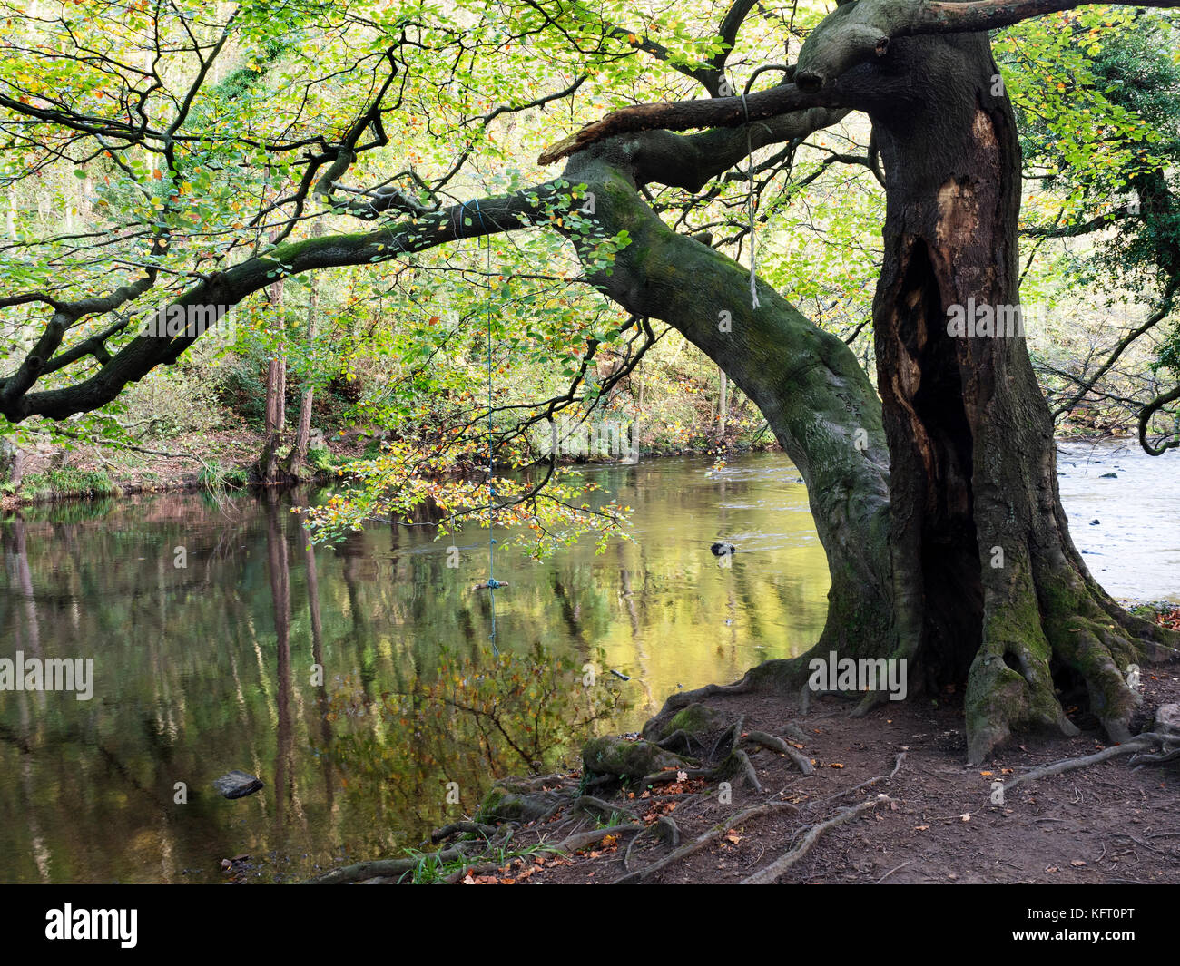 Hollow Tree by the River Nidd in Nidd Gorge Woods in Autumn ...
