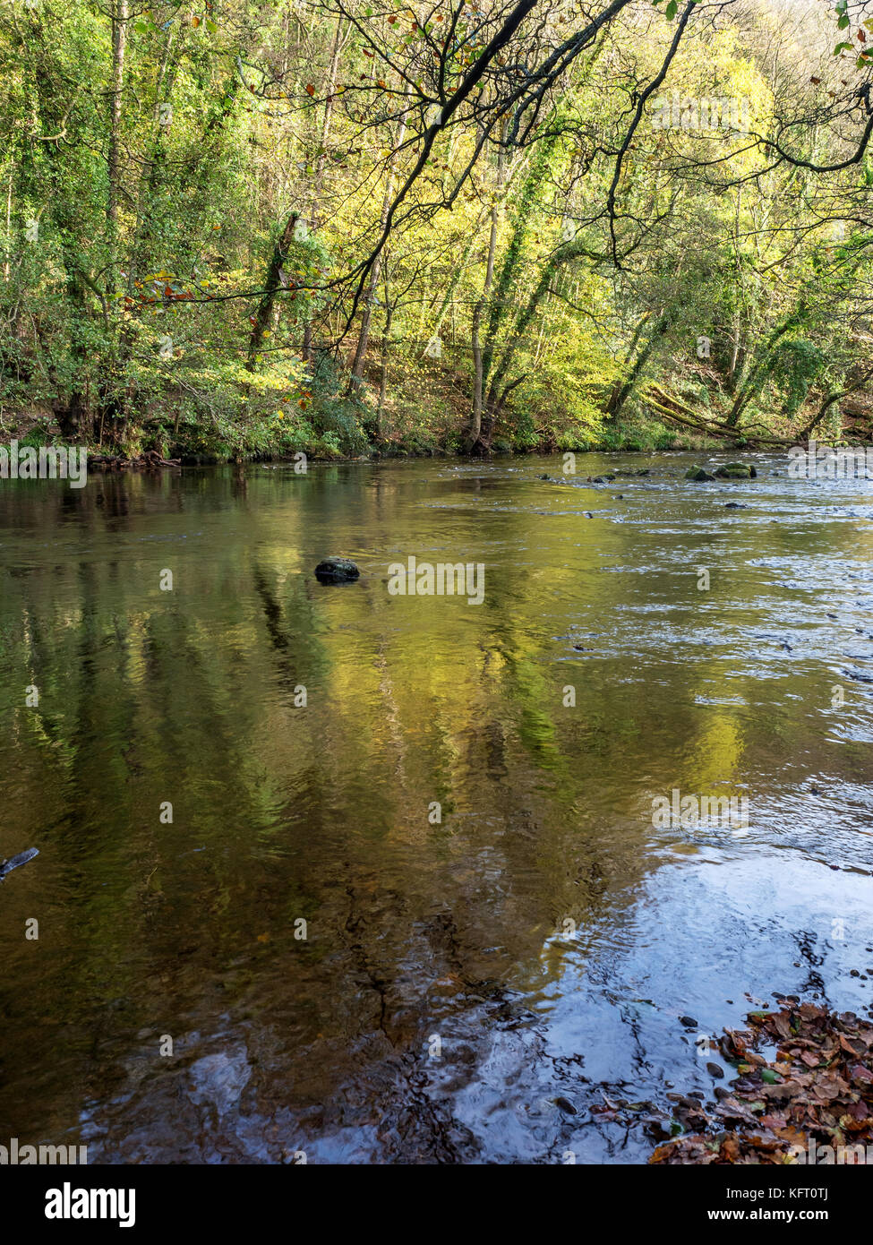 Autumn Trees by the River Nidd in Nidd Gorge Woods in Autumn ...