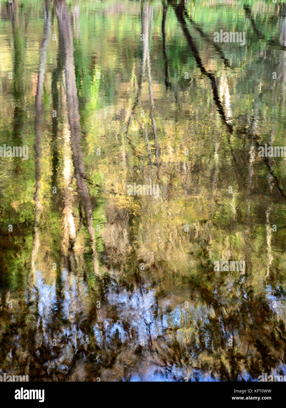Autumn Reflections in the River Nidd in Nidd Gorge Woods Knaresborough ...