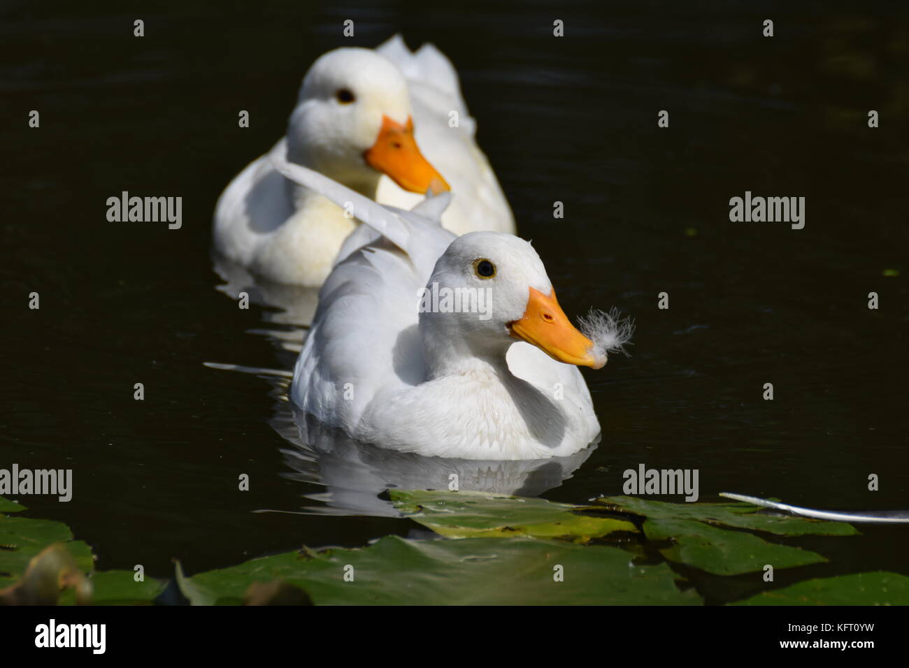 White duck swimming in a pond in the netherlands Stock Photo - Alamy