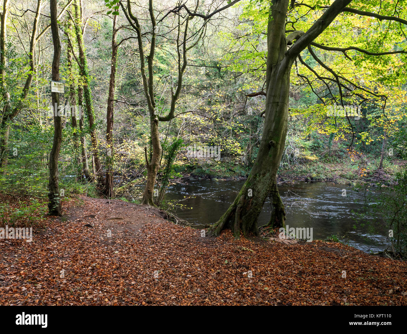 Nidd gorge woods hi-res stock photography and images - Alamy