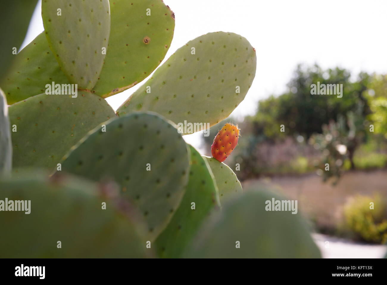 Indian wild pear tree hi-res stock photography and images - Alamy