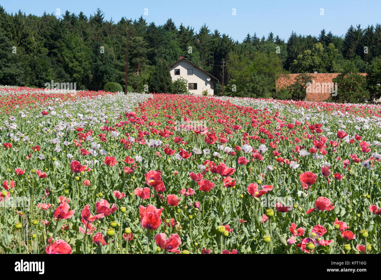 Red and white poppies planted in rows symbolising the Austrian flag ...