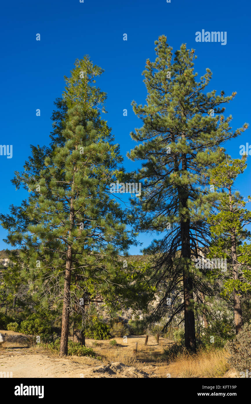 Twin pine trees stand beside one another in the National Forest of ...