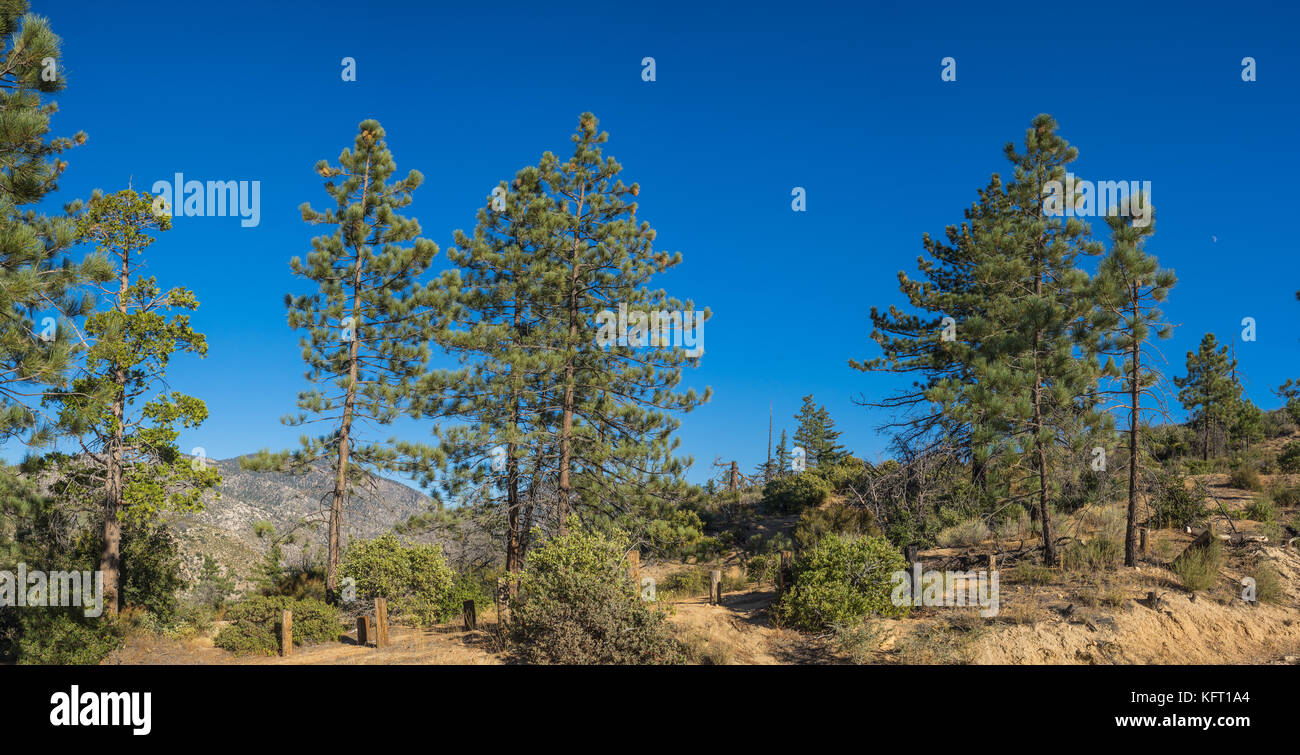 Mountaintop forest of pine trees in the San Gabriels of southern ...