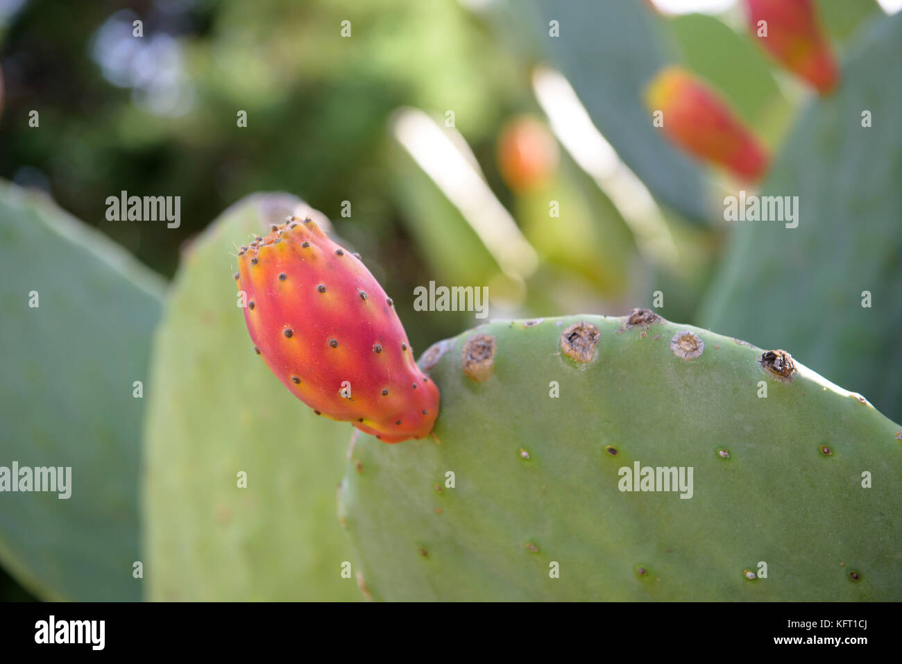 Indian wild pear tree hi-res stock photography and images - Alamy