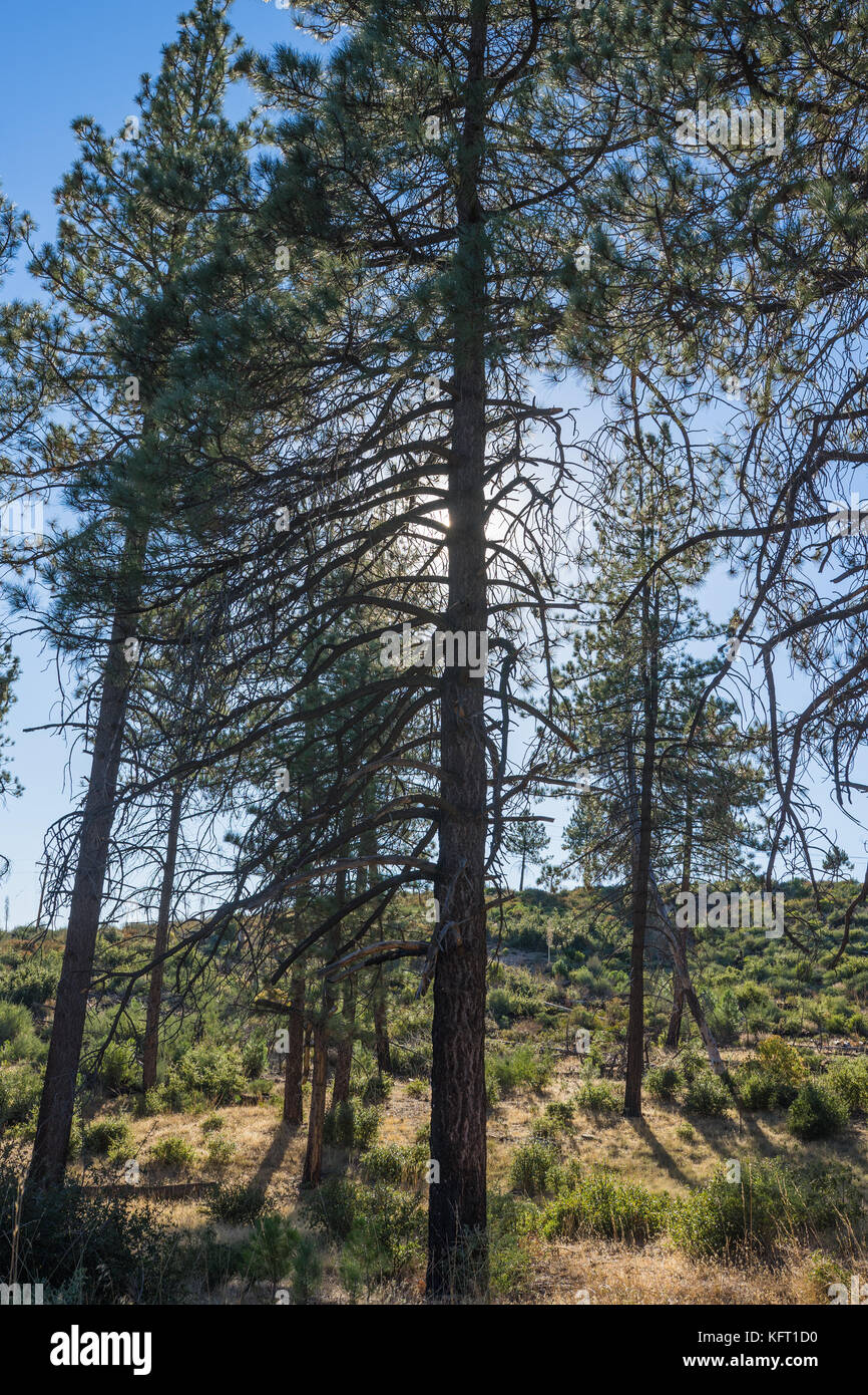 Tall pine tree silhouetted against the afternoon sun of southern ...