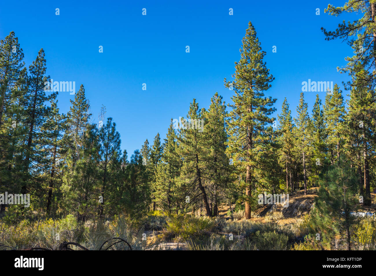 Forest of pine trees in the San Gabriel mountains of southern ...