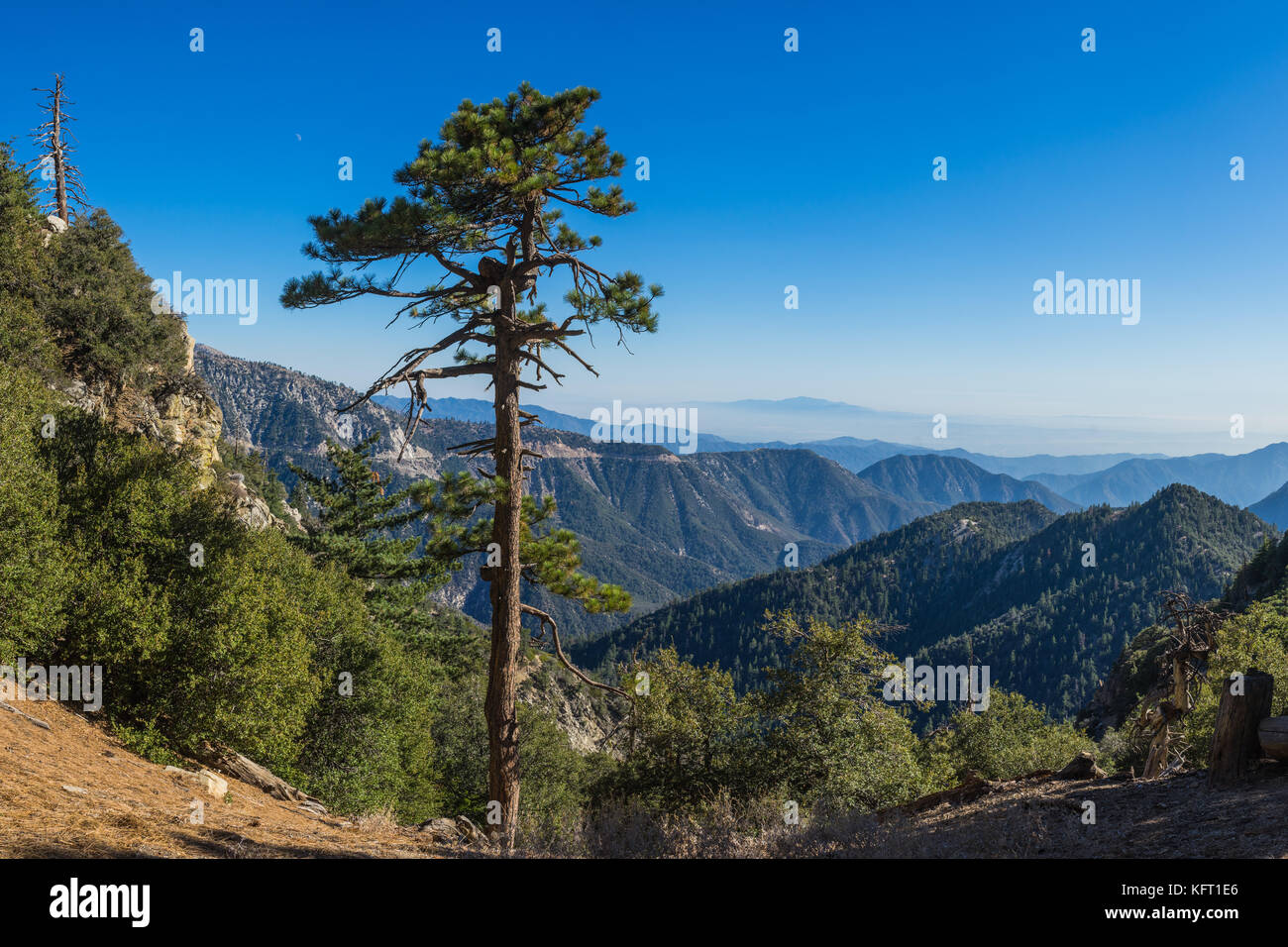 Tall narrow pine stands on the edge of a cliff overlooking the ...