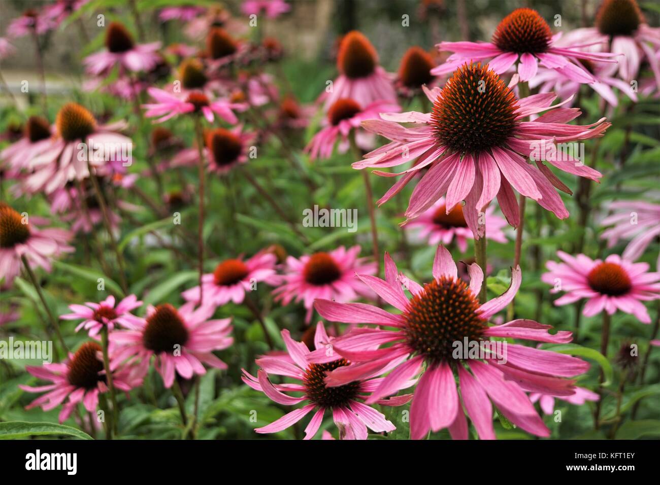 Red spiky flower hi-res stock photography and images - Alamy