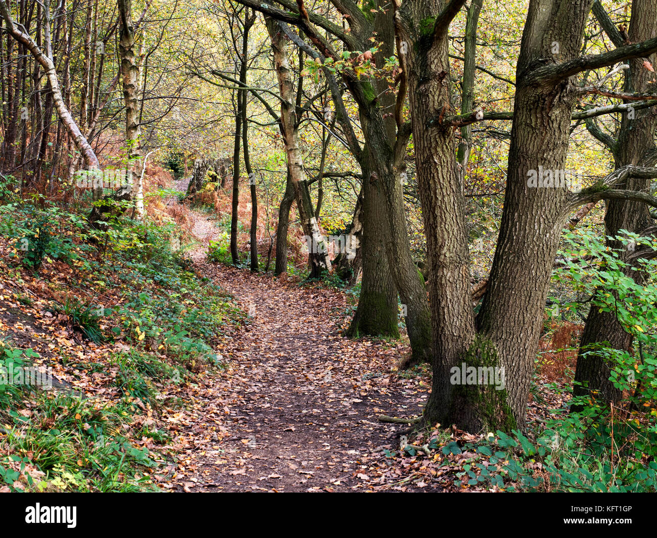 Path through Spring Wood in Nidd Gorge Woods in Autumn Knaresborough ...