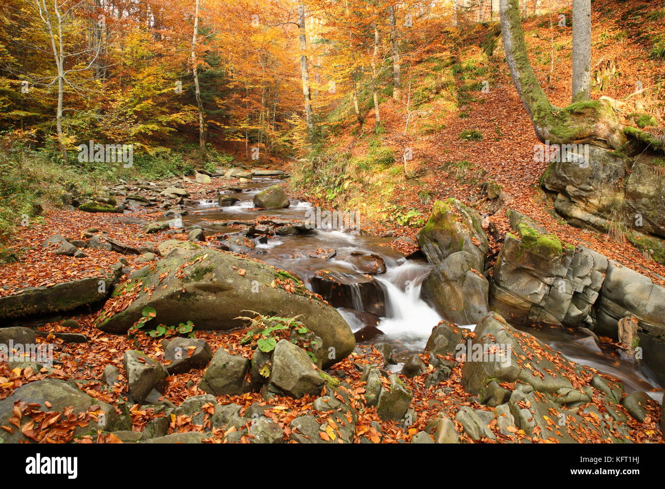 Magnificent view of the waterfall in the Autumn Beech Forest in Europe ...