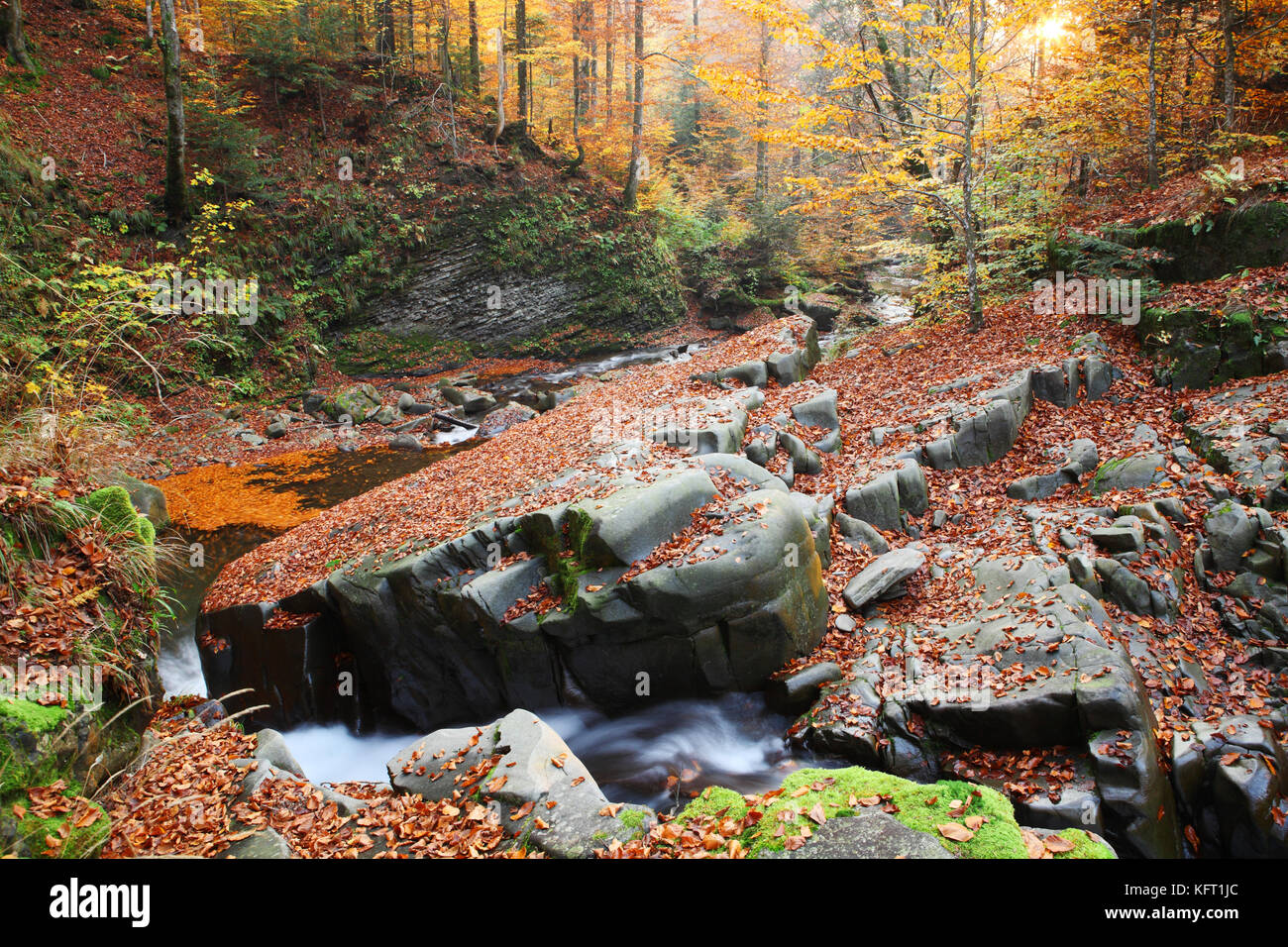 Magnificent view of the waterfall in the Autumn Beech Forest in Europe ...