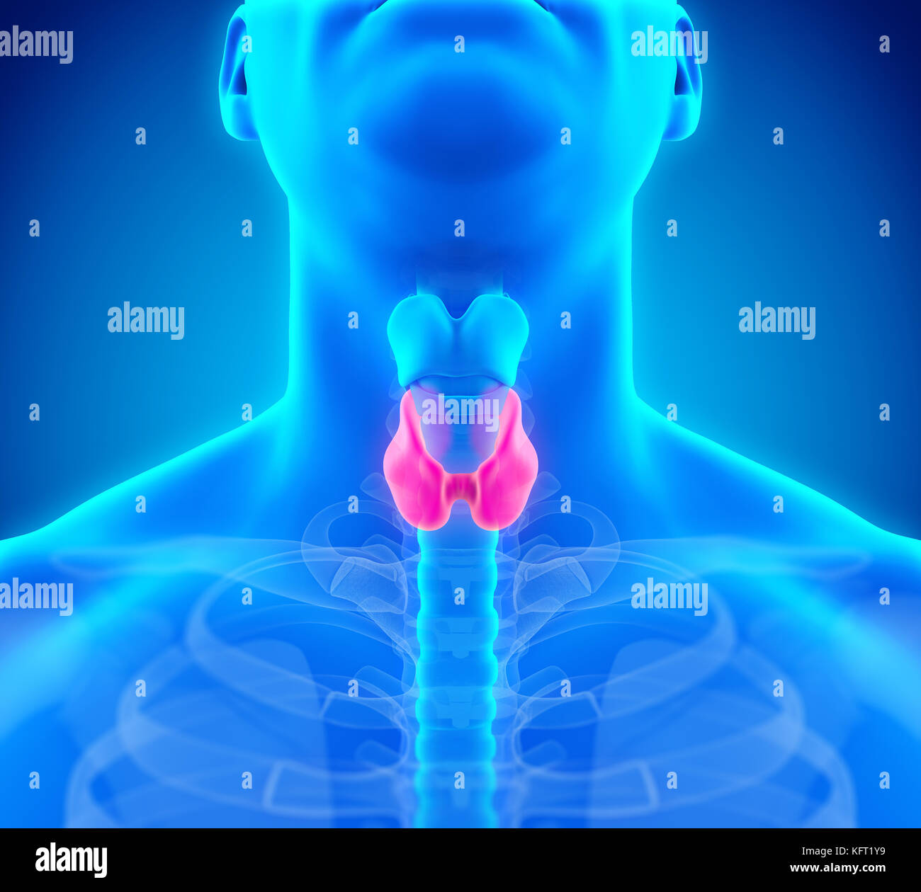 Parathyroid gland hi-res stock photography and images - Alamy