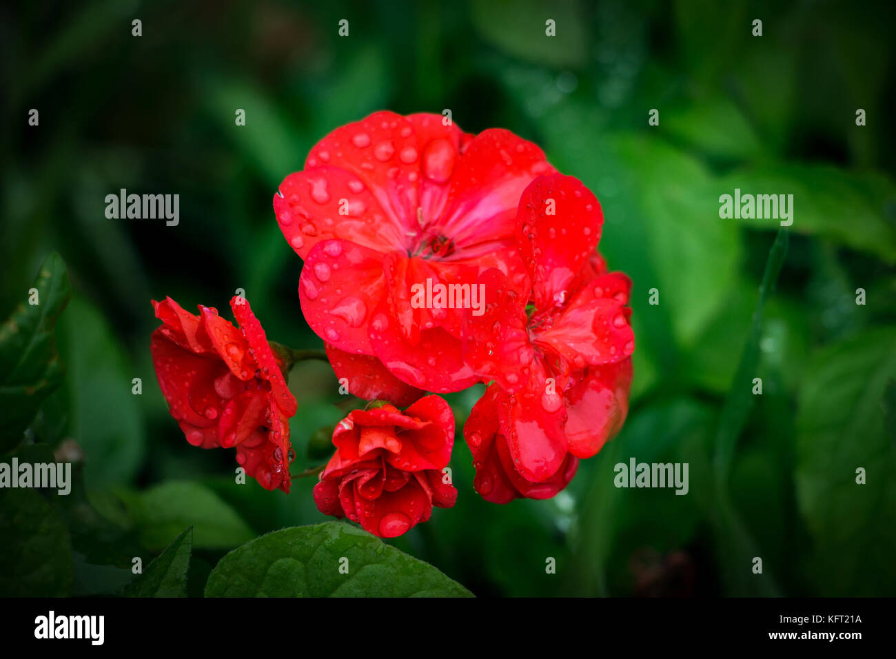 Red geranium flowers on a natural background Stock Photo - Alamy