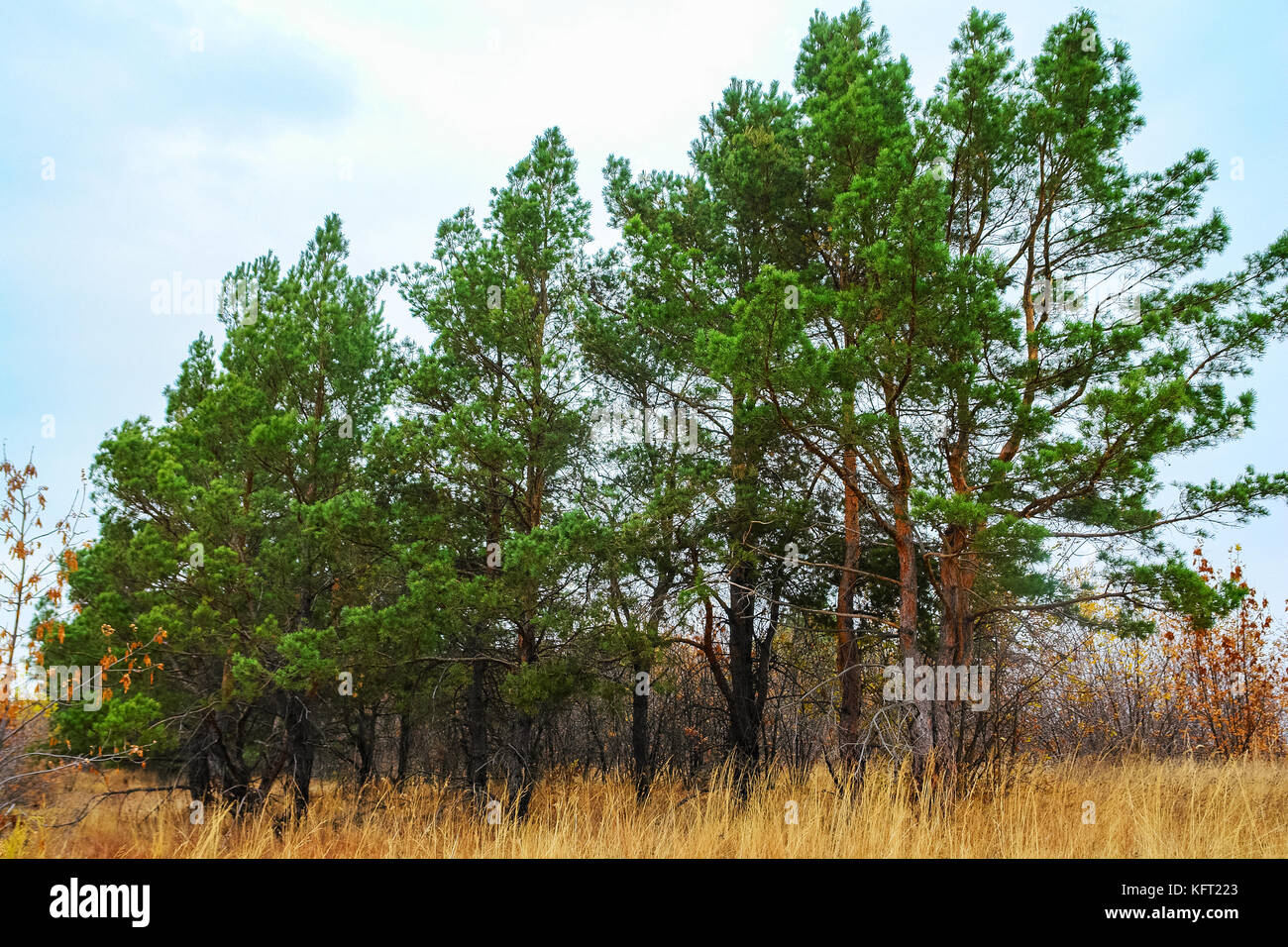 Copse fir forest pine tree trees hi-res stock photography and images ...