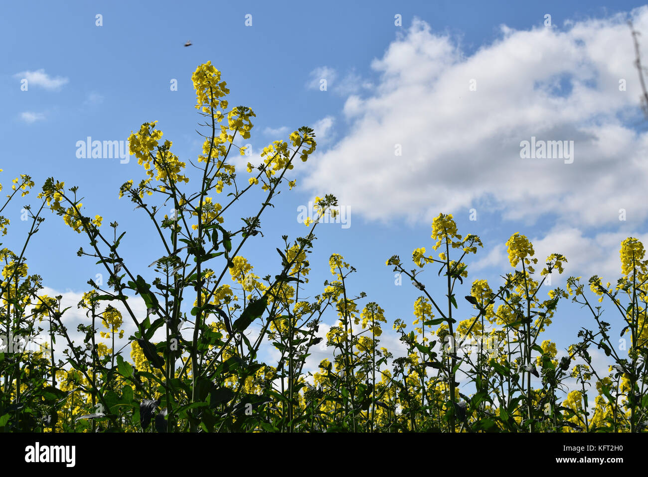 Looking up through an oilseed rape crop with a blue spring sky in the ...