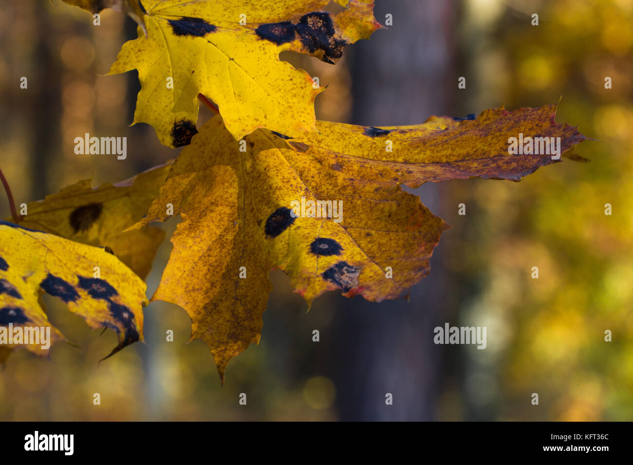 Close up yellow maple leaf from bug or virus in garden, Plant disease ...
