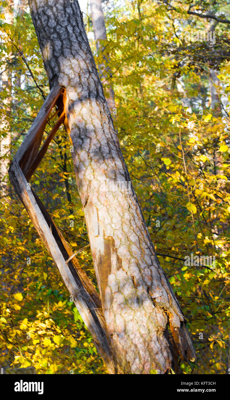Tree forest damage splinters wood hi-res stock photography and images ...