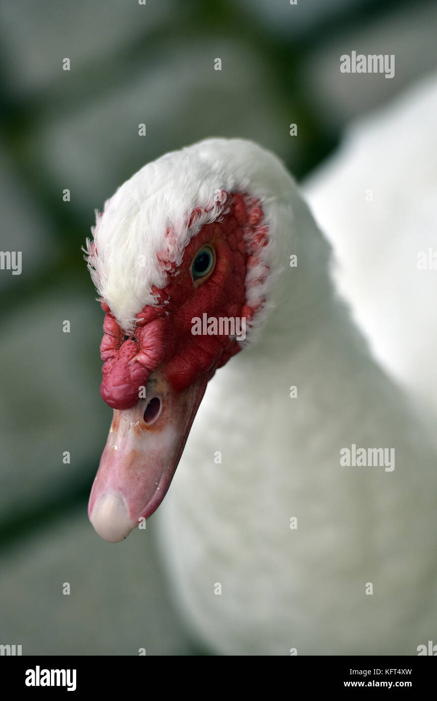 White Ducks With Red On Face