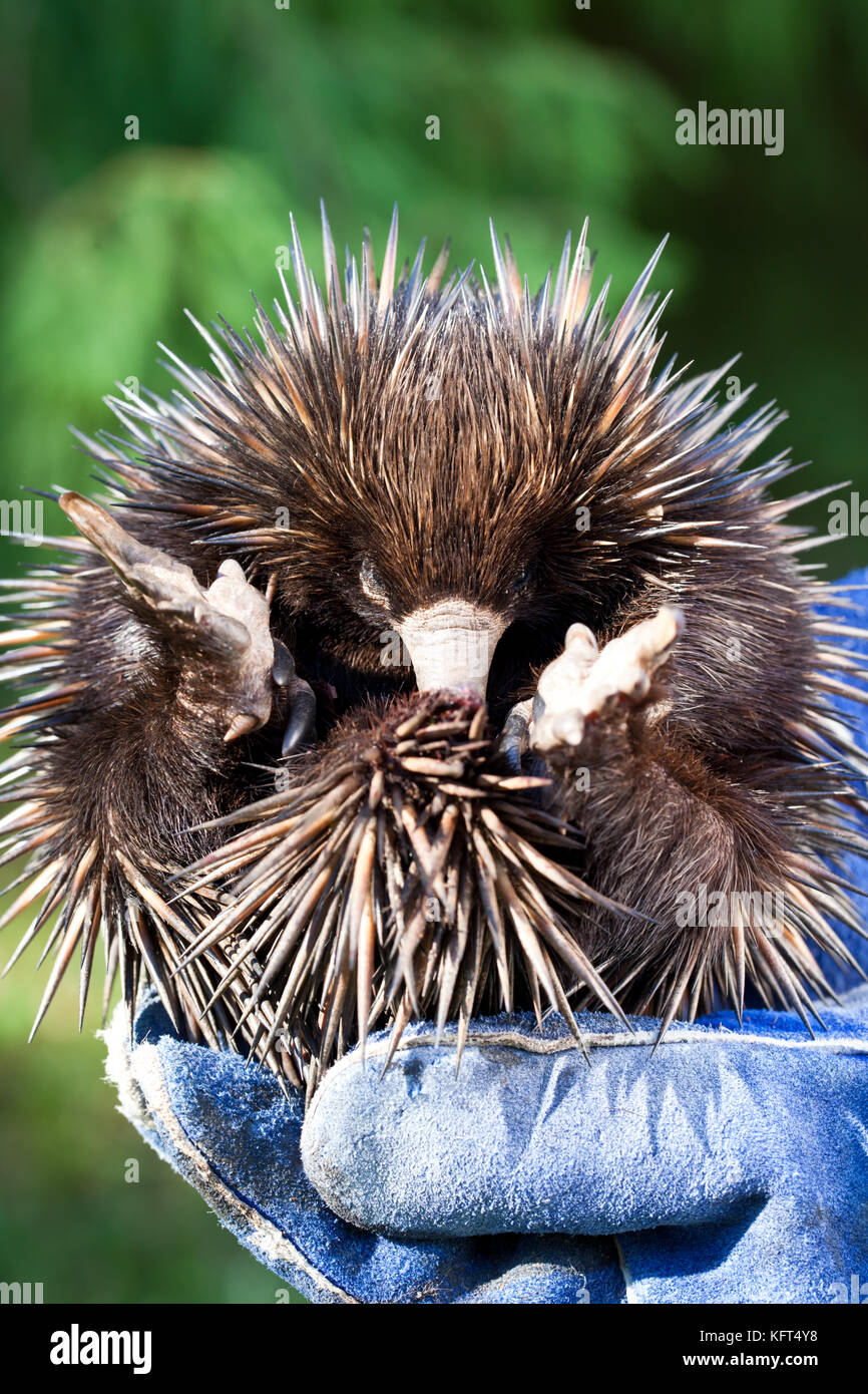 Short-beaked Echidna (Tachyglossus aculeatus) in gloved hands. Juvenile ...