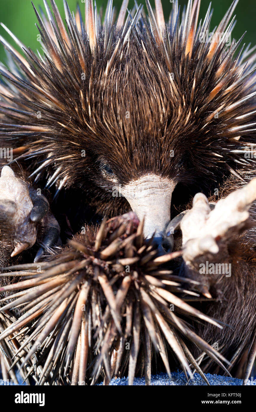 Short-beaked Echidna (Tachyglossus aculeatus) in gloved hands. Juvenile ...