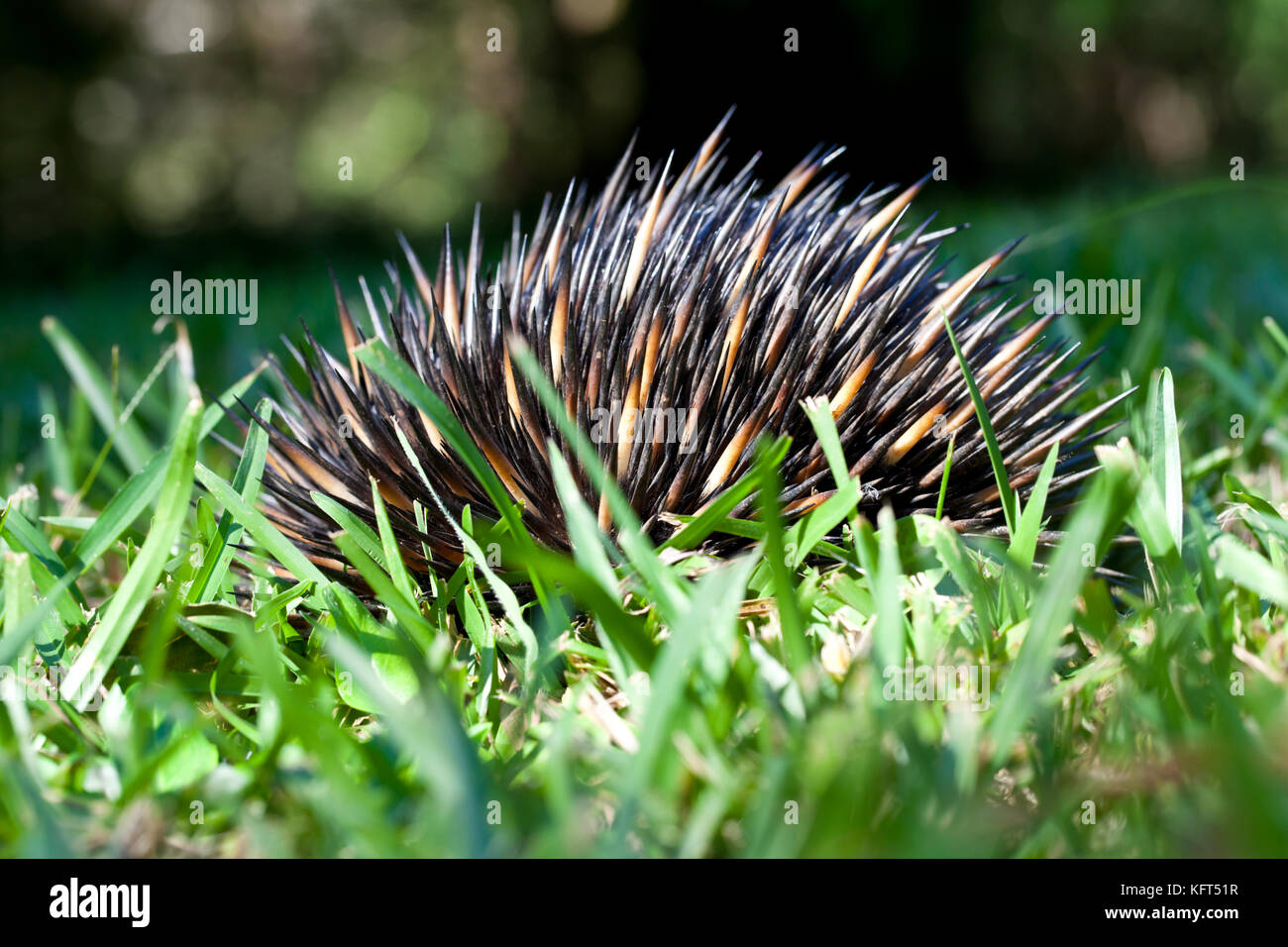 Short-beaked Echidna (Tachyglossus aculeatus). Juvenile displaying ...