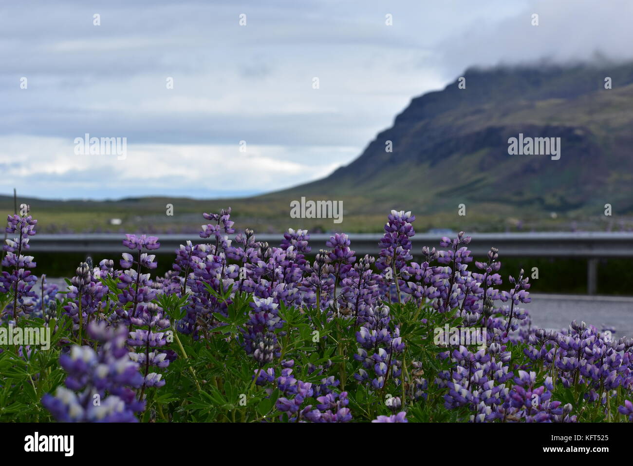 Iceland Roadside Flowers Stock Photo - Alamy