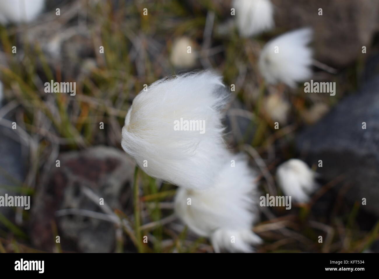 Cotton wisp hi-res stock photography and images - Alamy