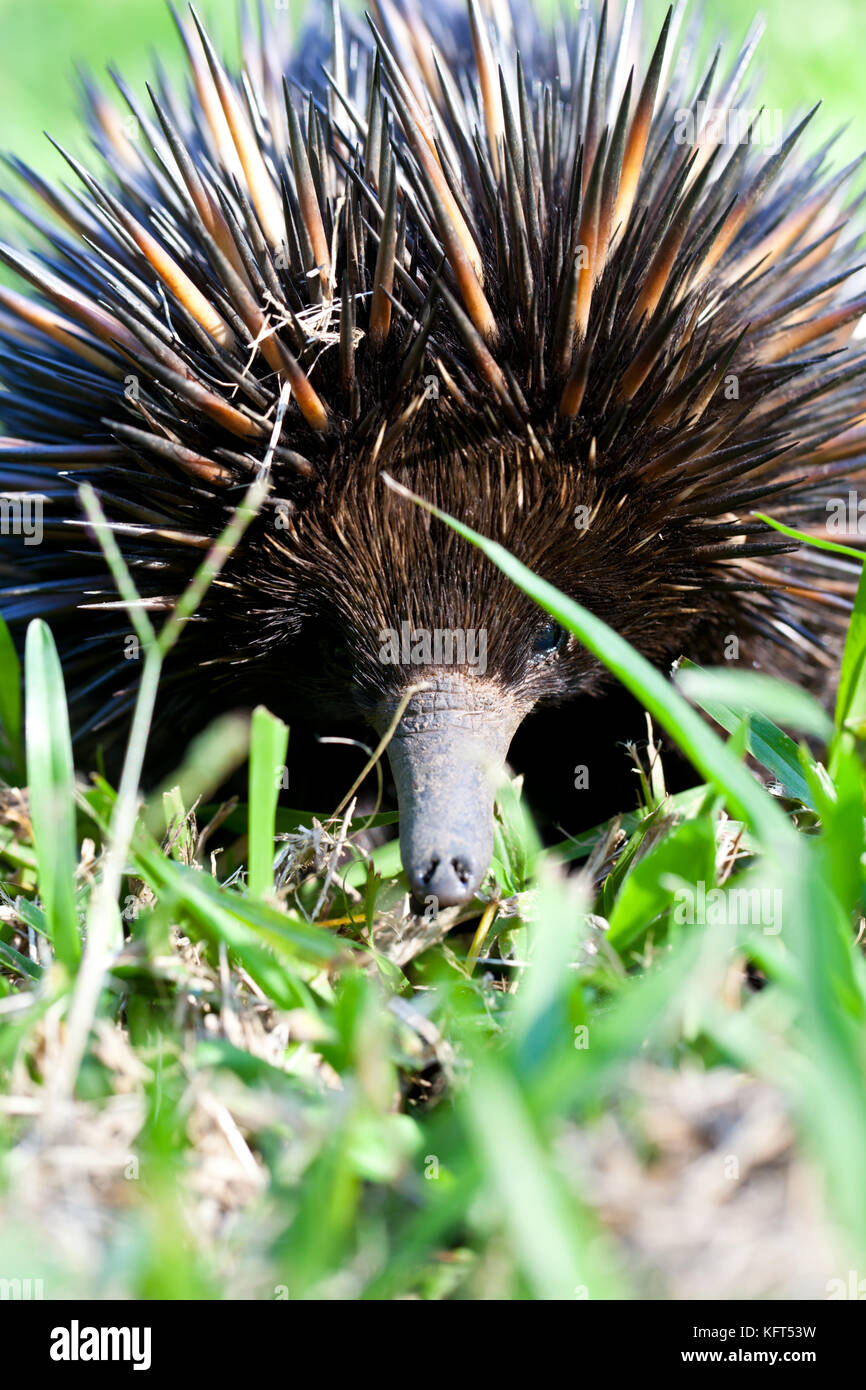 Short-beaked Echidna (Tachyglossus aculeatus). Juvenile emerging from ...