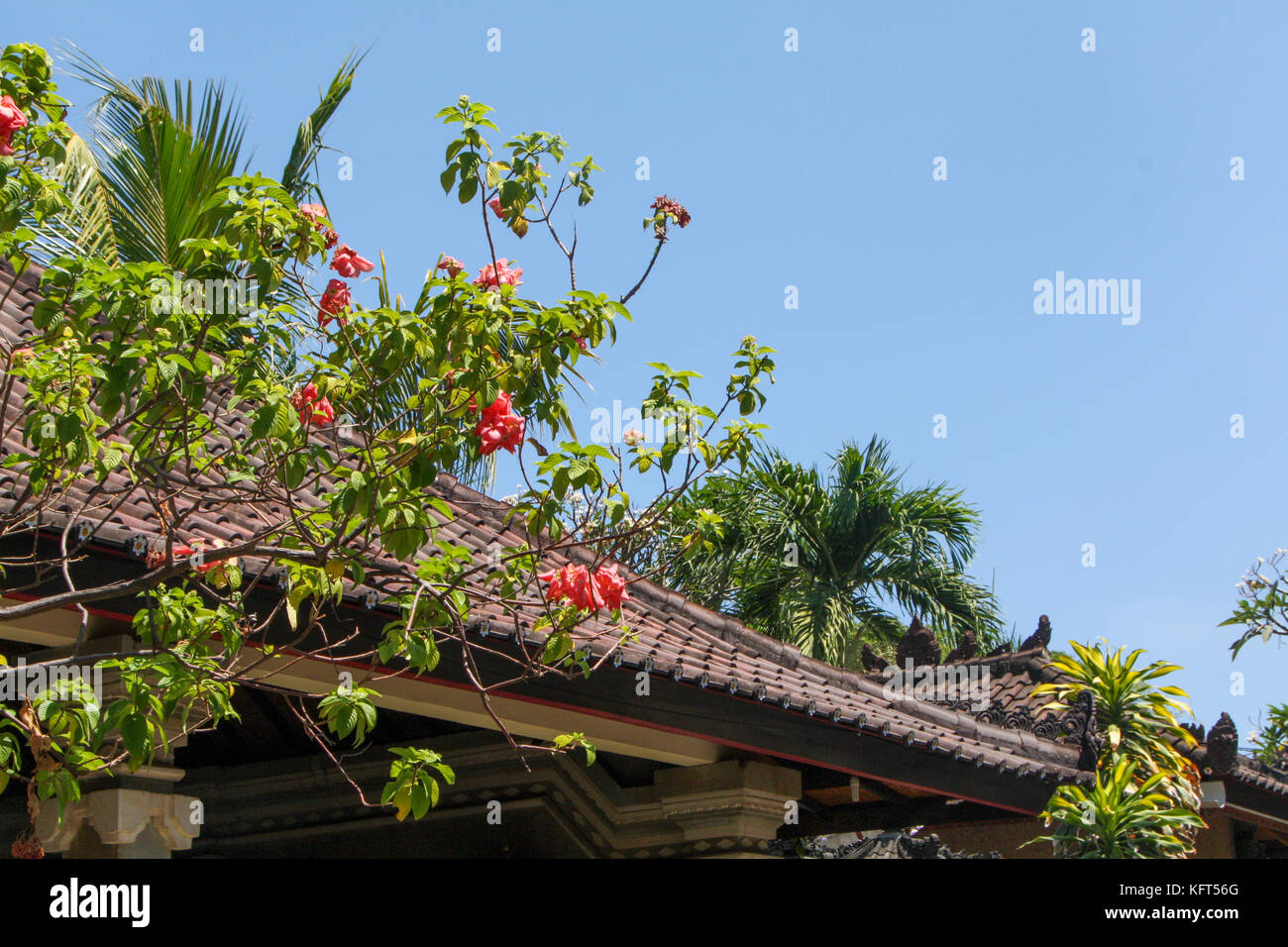 Rooftop and tree - Bali - Indonesia Stock Photo - Alamy