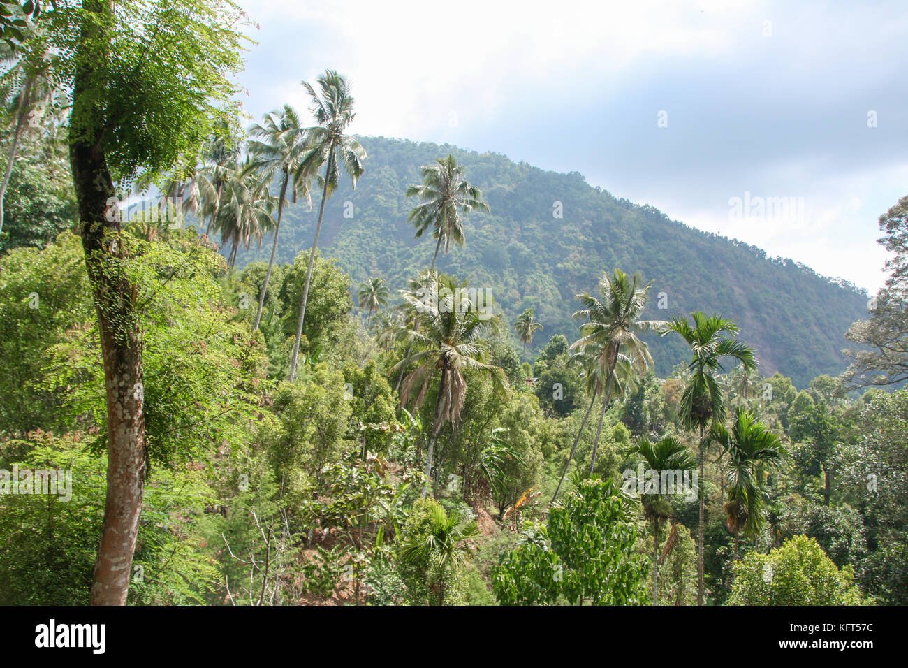 Coconut trees - Bali - Indonesia Stock Photo - Alamy