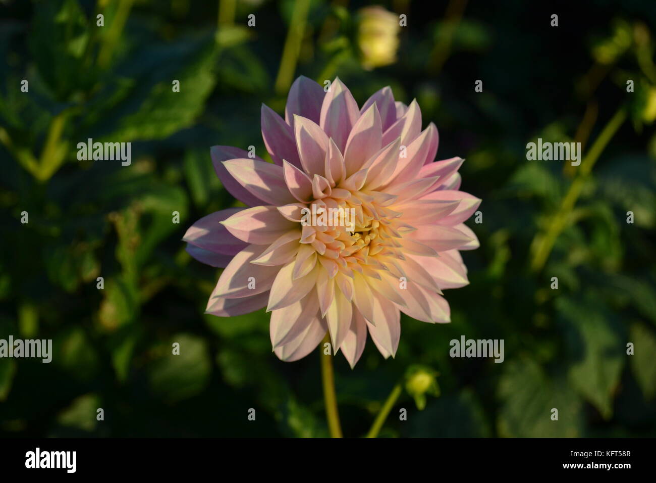 Single dahlia flower Stock Photo - Alamy